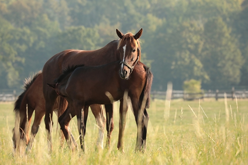 zuchtstuten_fuettern_breeding_mare_feed_nourrier_jument_gestante ...